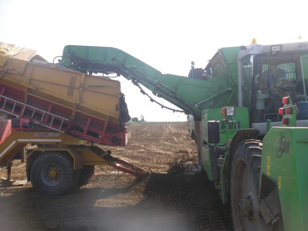 Spinnekop Combine receiving hopper with cleaner ,inspection conveyor ...