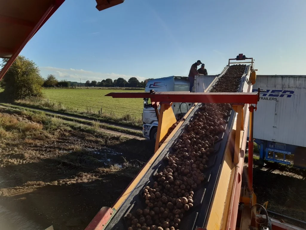 Spinnekop Combine receiving hopper with cleaner ,inspection conveyor ...