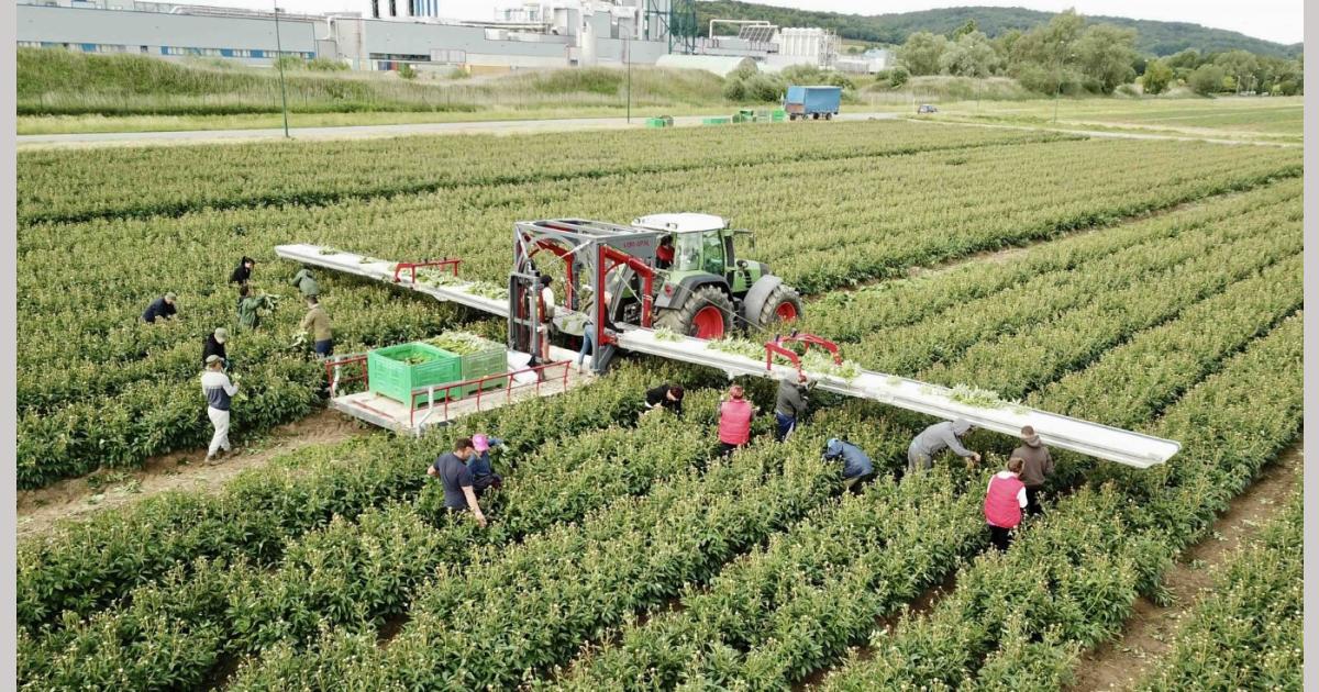 VDR harvesting conveyor for flowers with platform • Duijndam Machines