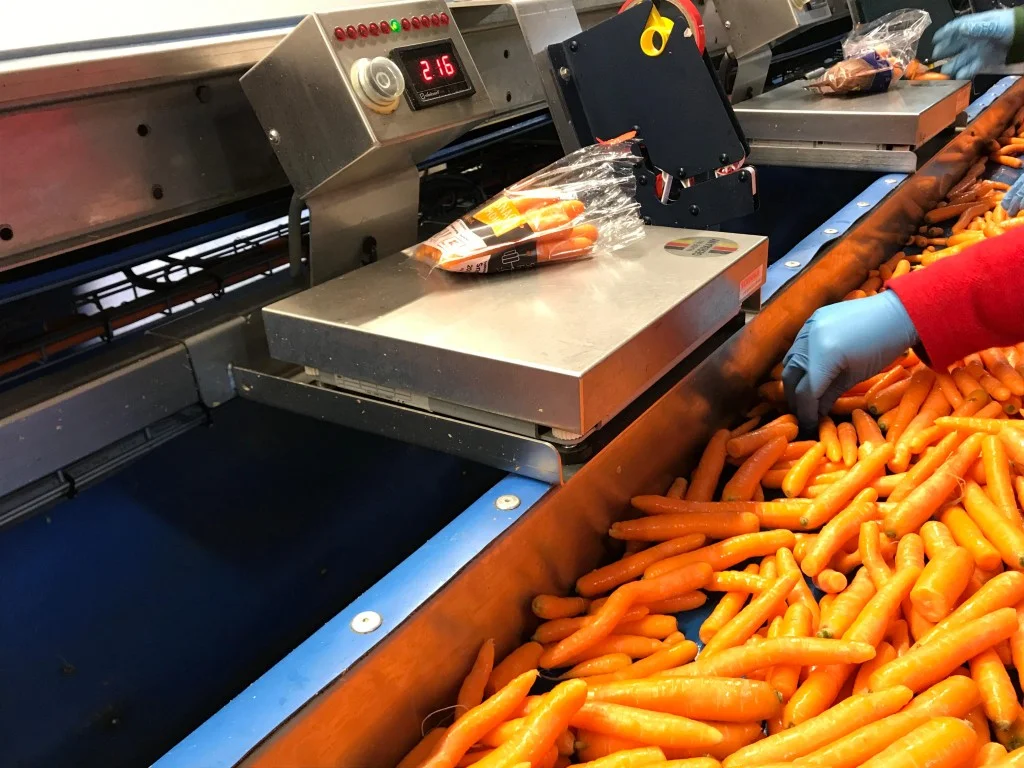 Visar stainless steel packing line with Netagco bin tipper and 16 ...
