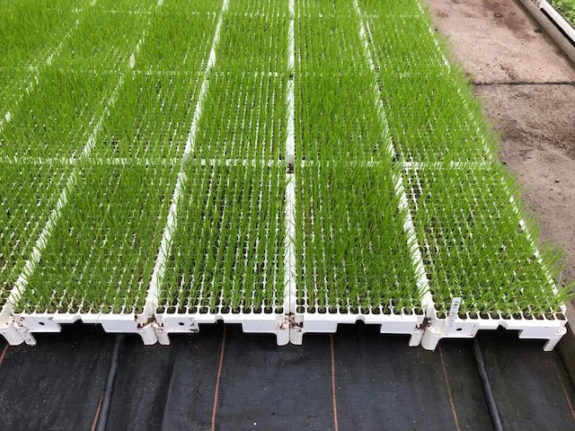 Plant Seed Tray s 288 Cells 12 x 24 • Duijndam Machines