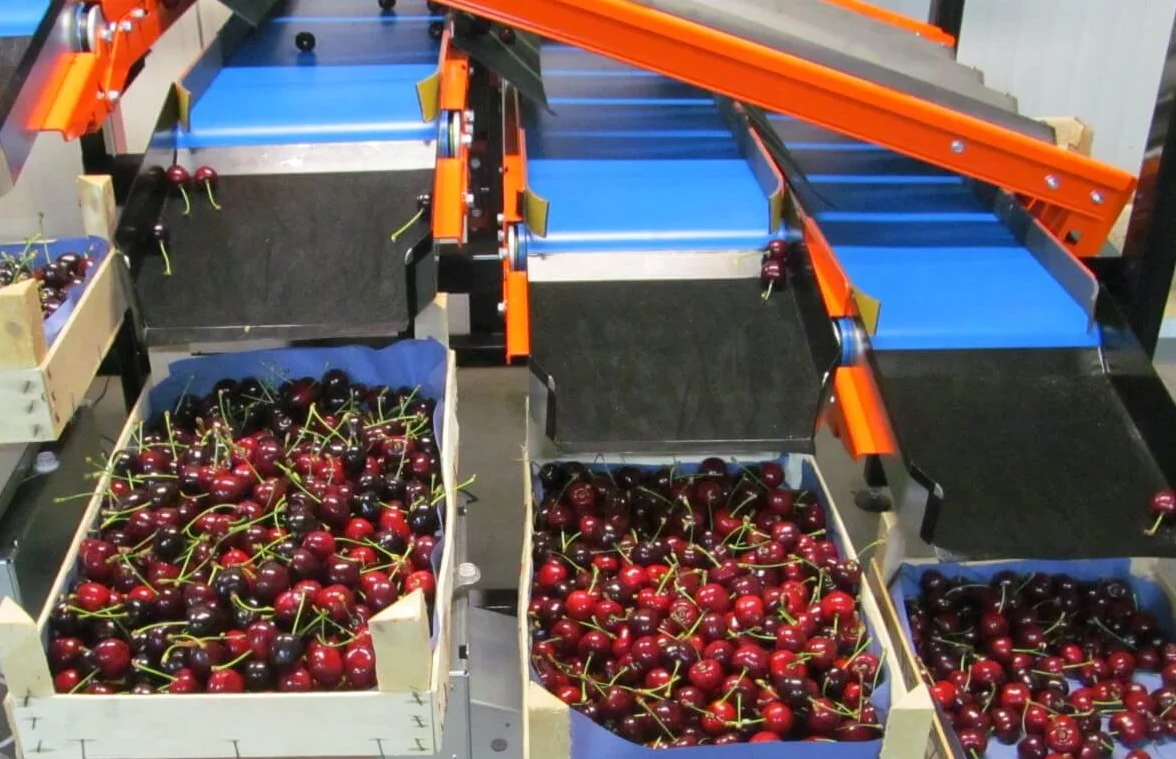Wamel Perfect CGM cherry sorting machine • Duijndam Machines